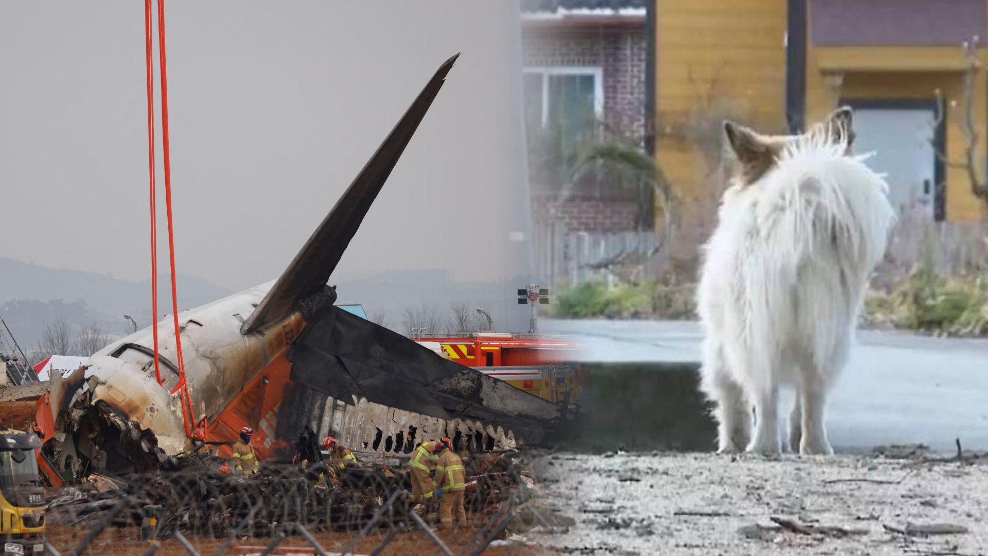 "Pudding": Se viraliza caso de perro que quedó abandonado tras la ...