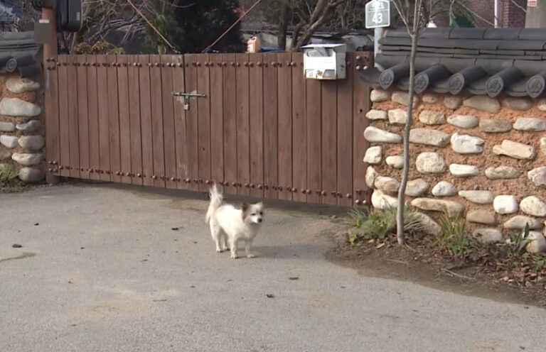 "Pudding": Se viraliza caso de perro que quedó abandonado tras la ...